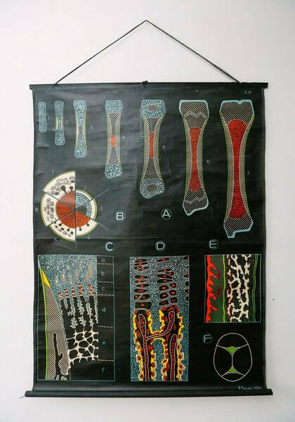 Original Anatomical Vintage French School Chalk Wall Chart Bone ...