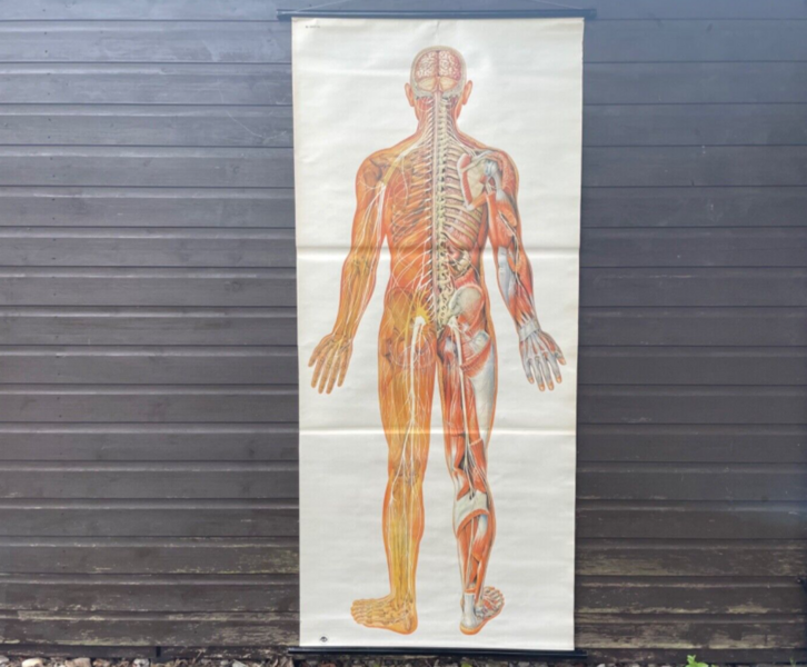 Vintage Full Body Nervous System Educational Medical School Chart ...