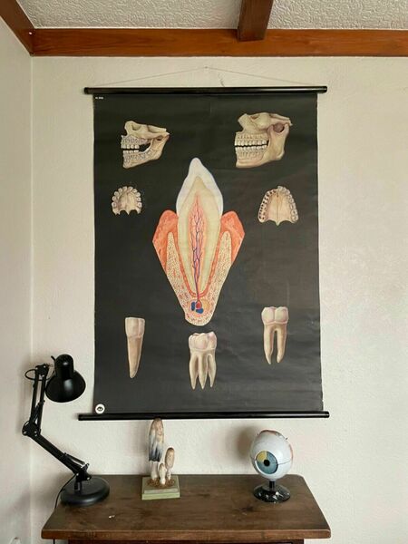 Vintage School Chart Of Teeth Dental Anatomy Educational Chart Line ...
