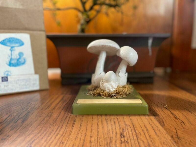 Vintage Somso Fools Mushroom Educational Model Fungus Toadstool Amanita ...
