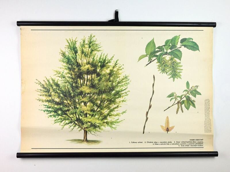 Hornbeam Tree School Pull Down Chart, Vintage School Chart, School ...