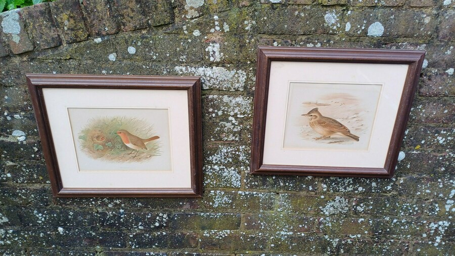 Two Victorian Chromo Lithograph Prints Of Birds, Robin Redbreast And ...