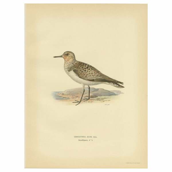 Antique Bird Print Of The Sanderling 'Male' By Von Wright, 1929 | Von ...