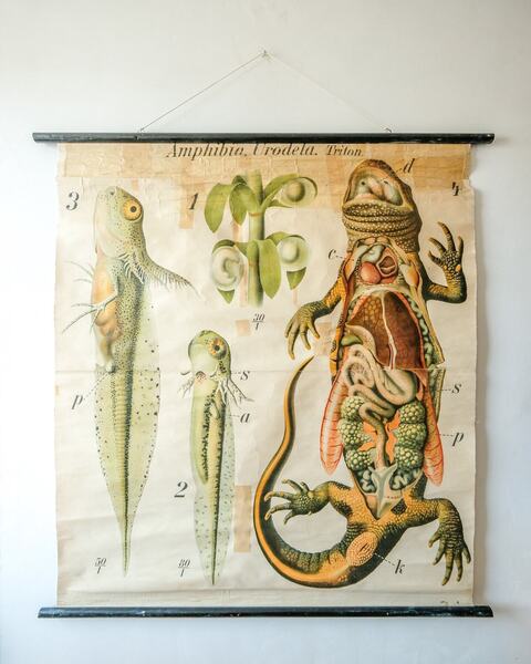 Original Zoological Vintage German School Wall Chart Salamander Natural ...