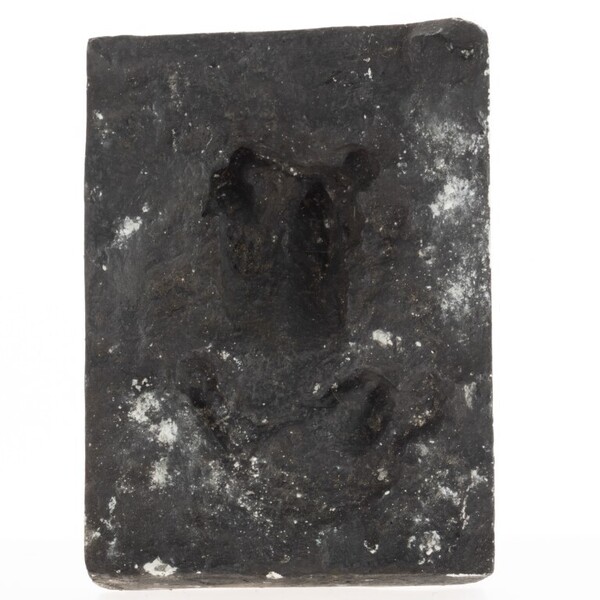 Plaster Cast Taxidermy Footprint Study | Vinterior