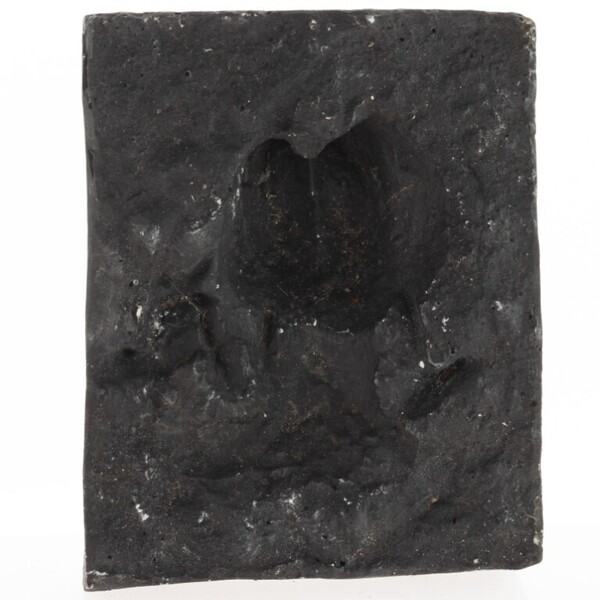 Plaster Cast Taxidermy Footprint Study | Vinterior