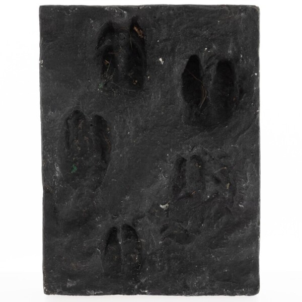 Plaster Cast Taxidermy Footprint Study | Vinterior