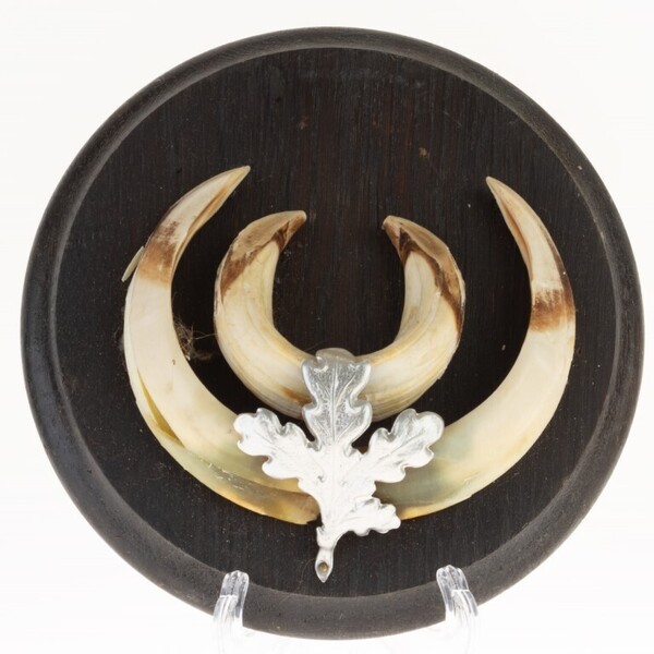 Antique Taxidermy Mounted Wild Boar Teeth Hunting Trophy | Vinterior