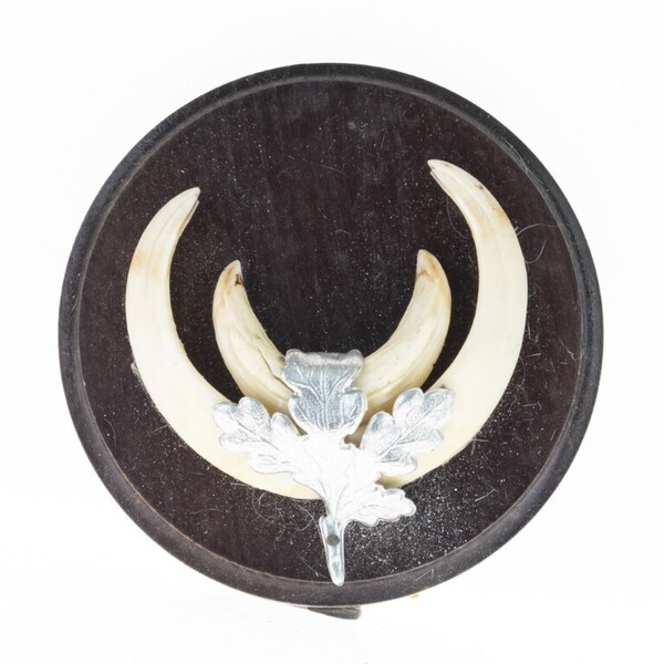 Antique Taxidermy Mounted Wild Boar Teeth Hunting Trophy | Vinterior
