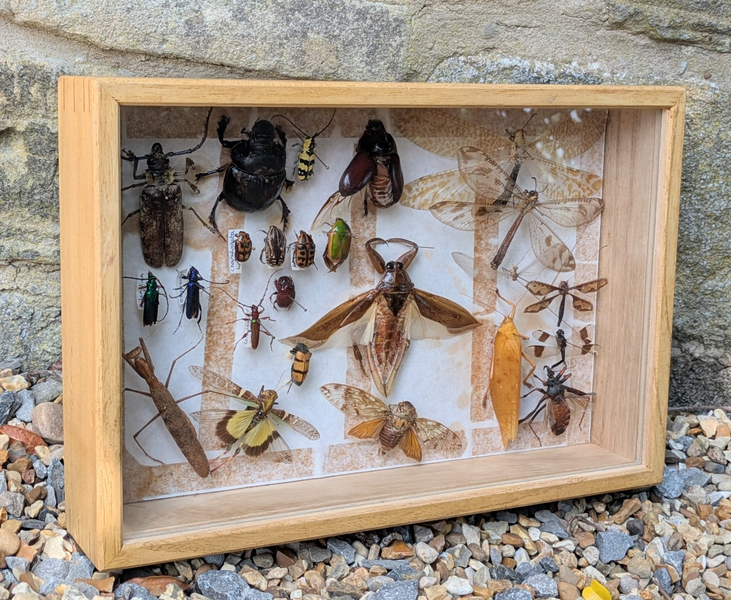 Antique Case Of Beetle Specimen Entomology | Vinterior