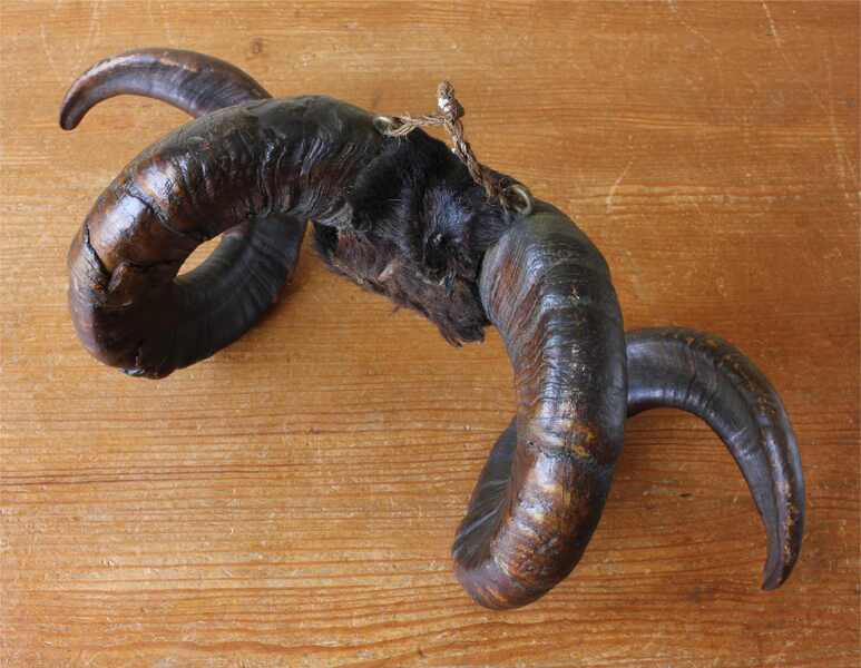Antique Taxidermy Ram's Horns. Victorian Wall Hanging Male Sheep Horn ...