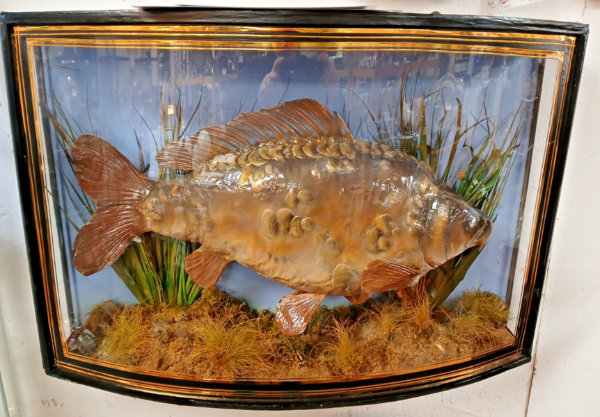 Refurbish Freshwater Mirror Carp Taxidermy In Bow Fronted Case | Vinterior