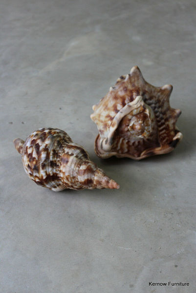 Trumpet Triton & Conch Shell | Vinterior