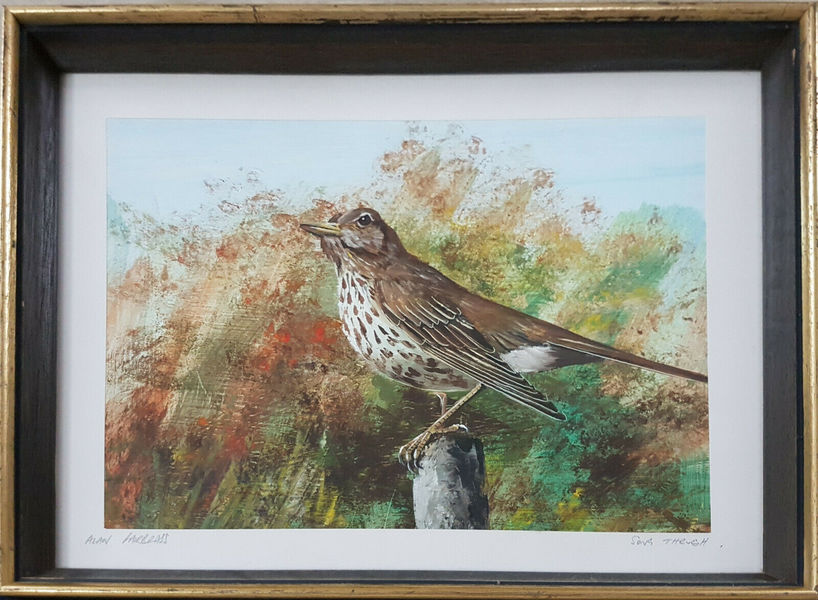 Acrylic Painting By Alan Fairbrass. "Song Thrush" | Vinterior