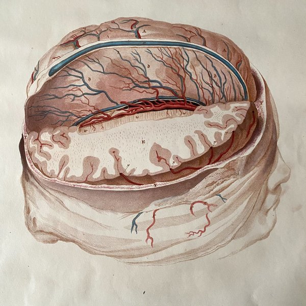Anatomical Brain 4, Lizars 1824 'System Of Anatomical Plates' | Vinterior