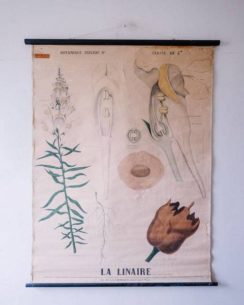 19th Century Original Antique Botanical Vintage French School Wall ...