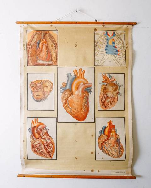 Original Anatomical Vintage Educational School Wall Chart Circulation ...
