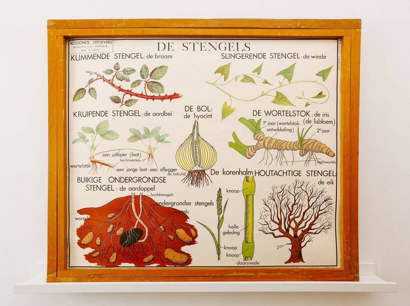 Original Double Sided Botanical Vintage Mid Century Flemish School Wall ...