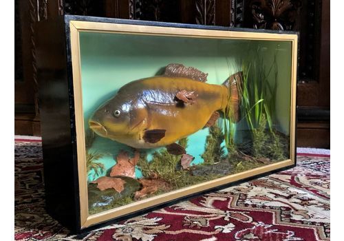 Vintage & Antique Taxidermy for Sale | Vinterior