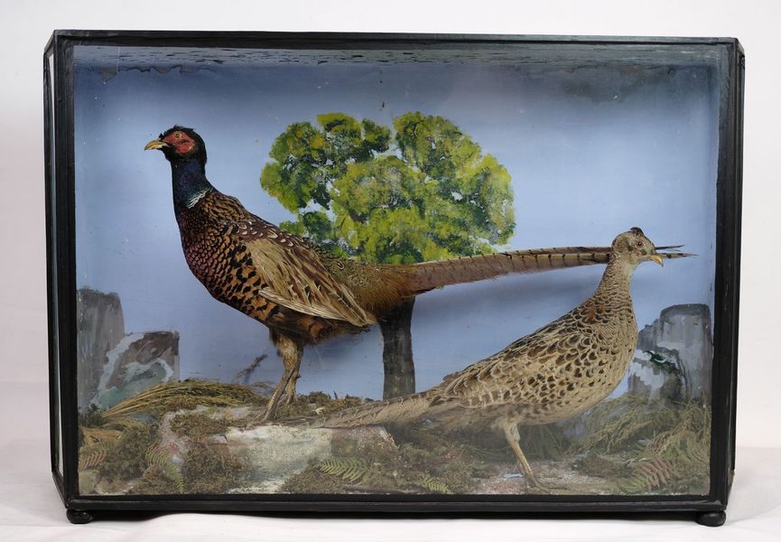 Display Cabinet, Pheasants, 1960 Great Condition | Vinterior