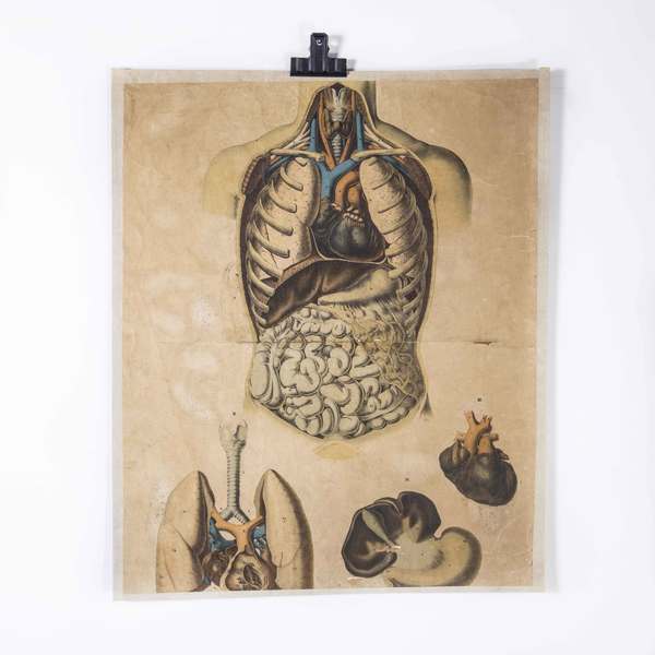 Early 20th Century Human Vital Organs Educational Poster | Vinterior