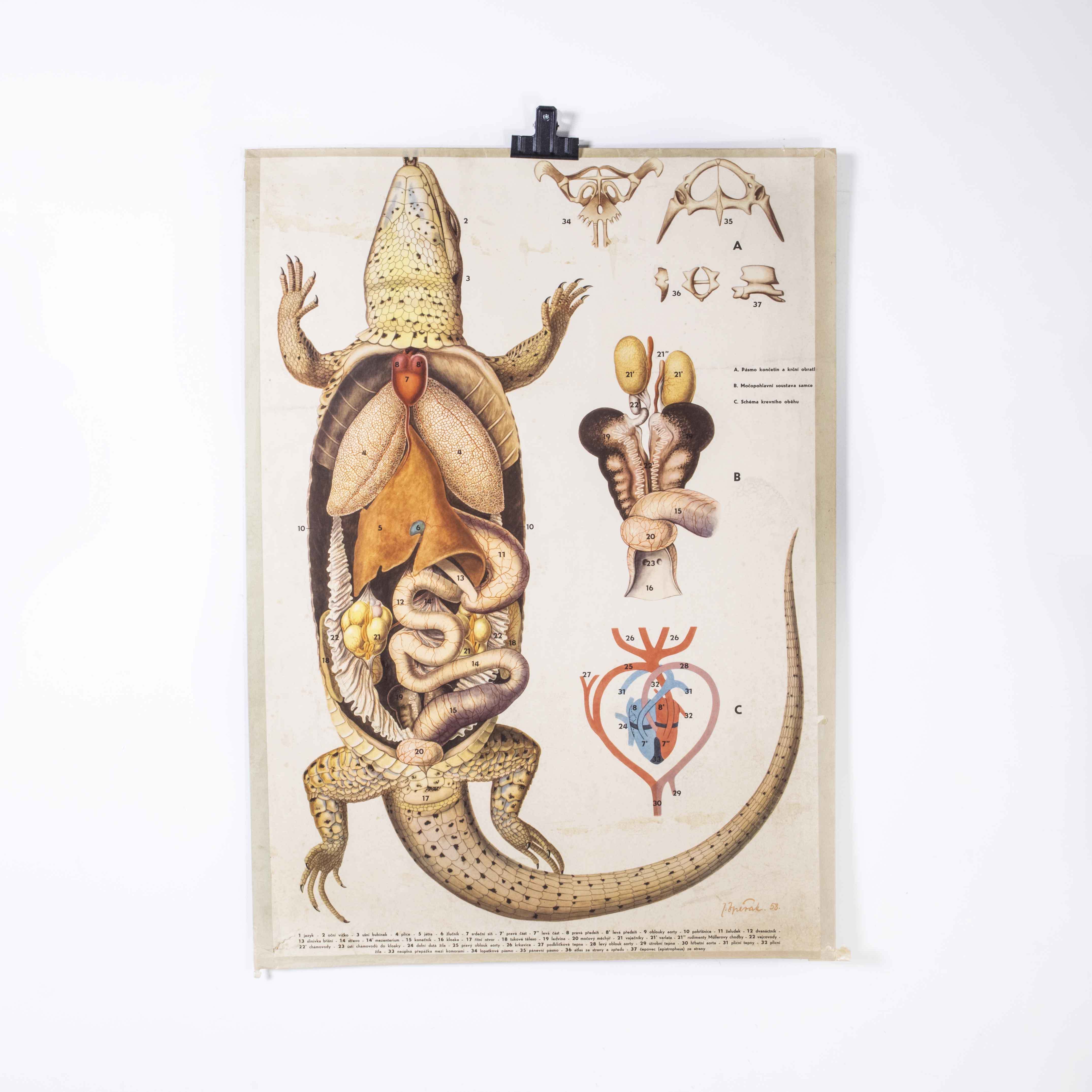 1950’s Lizard Anatomy Educational Poster | Vinterior