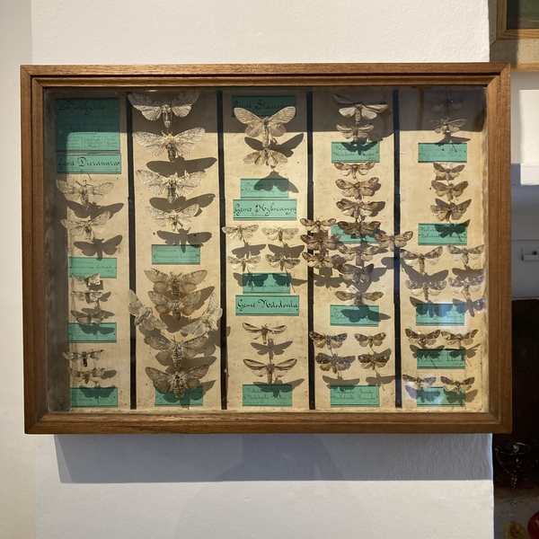 Three Specimen Cases Containing Various Species Of Moths Display Cases ...